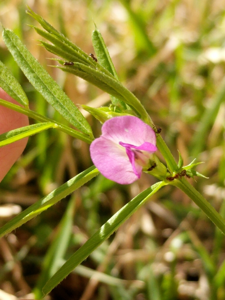 Common Vetch from 301 E 24th St, Austin, TX 78712, USA on March 02 ...