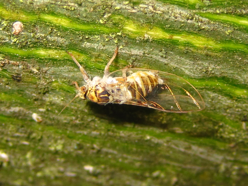 Genus Carsidara · iNaturalist
