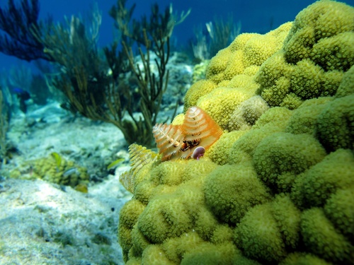 Porites asteroides · iNaturalist