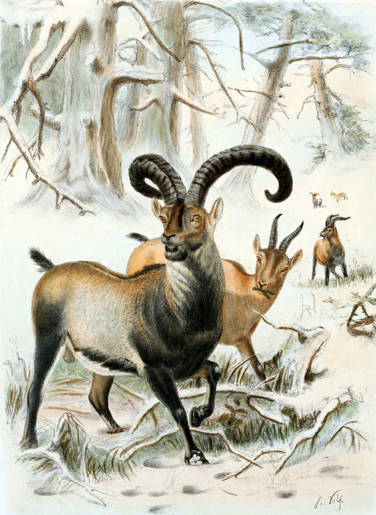 Pyrenean Ibex (Capra pyrenaica pyrenaica) - Know Your Mammals