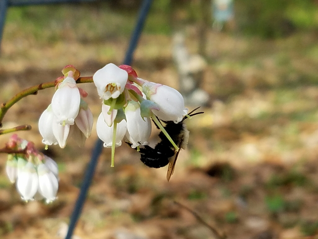 Blueberry Digger Bee in March 2018 by Zoology123 · iNaturalist