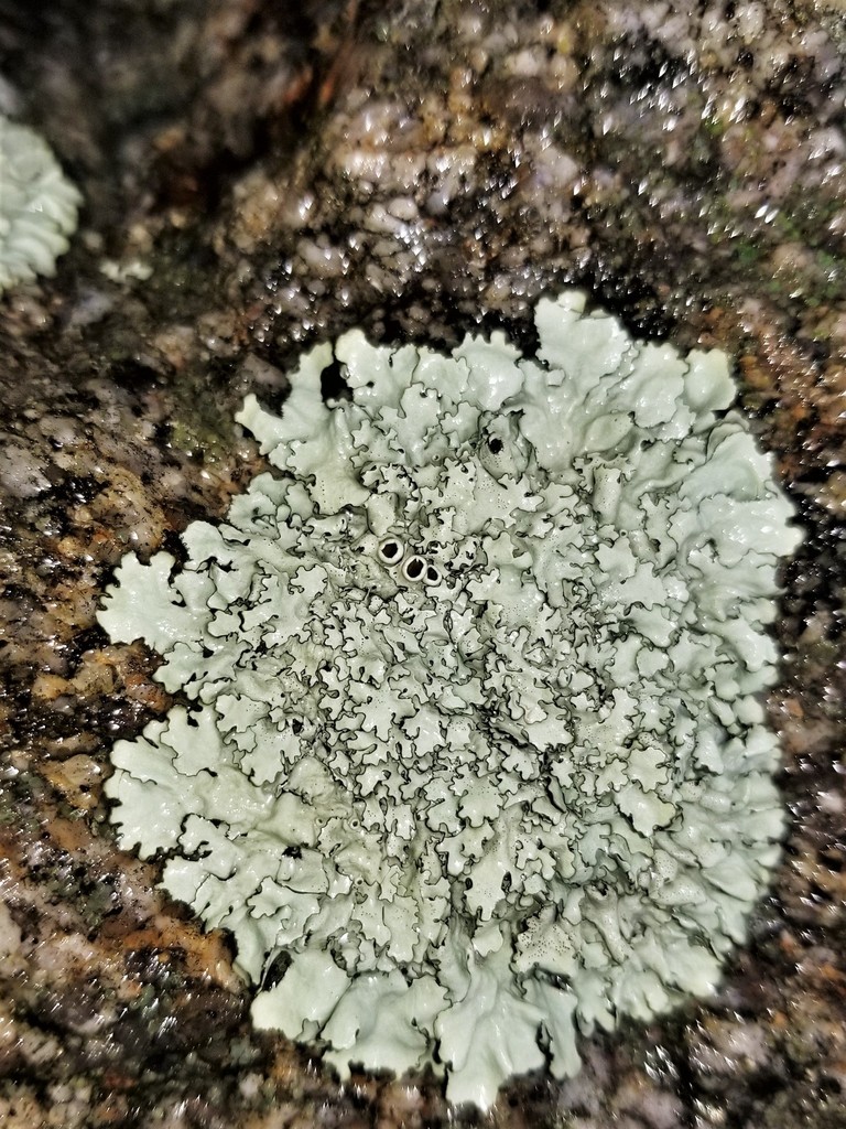 rock shield lichens (Macrolichens Genera of the Pacific Northwest ...