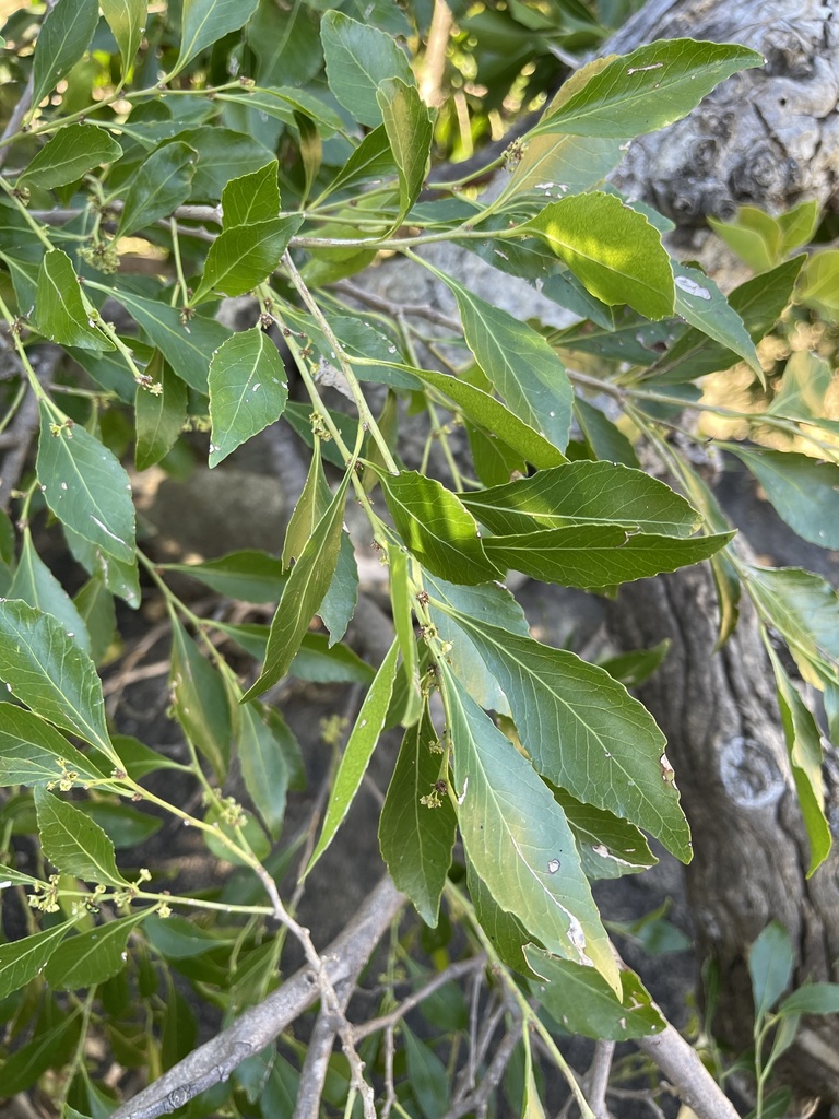 Koko Tree from MP, ZA on May 16, 2021 at 09:40 AM by Troos van der ...