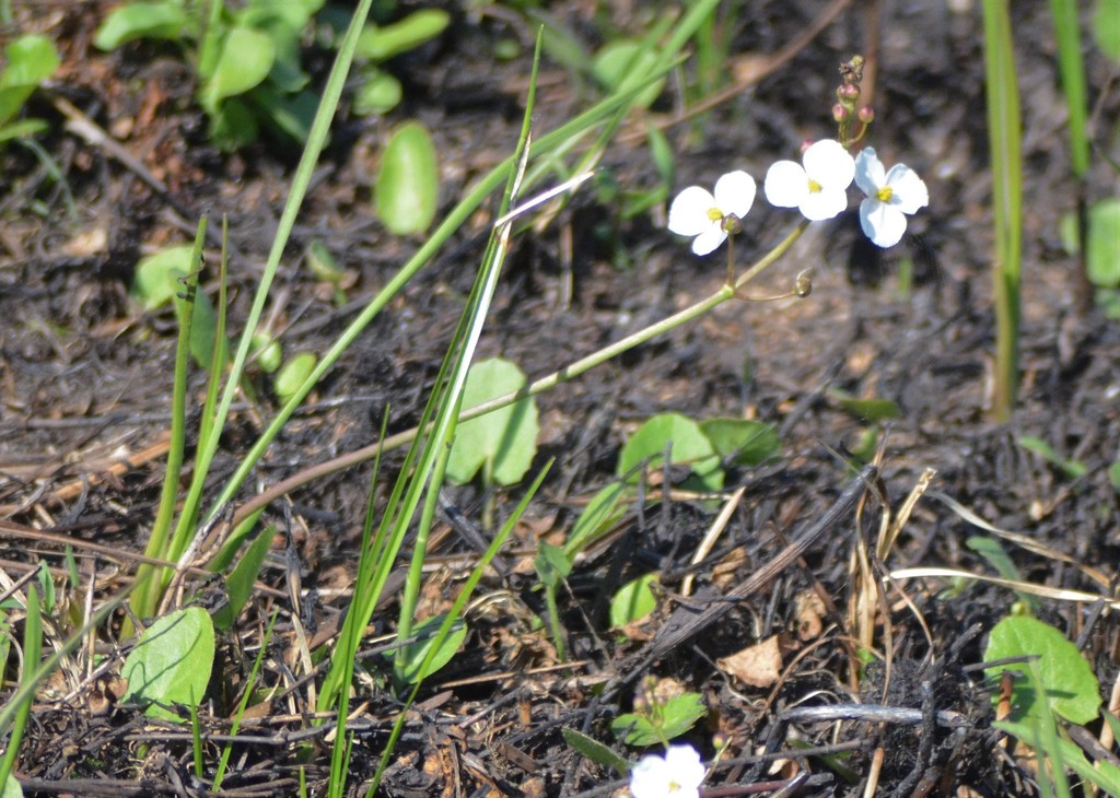 Grass-leaved Arrowhead (ADIRONDACK RESEARCH GUIDEBOOK) · iNaturalist
