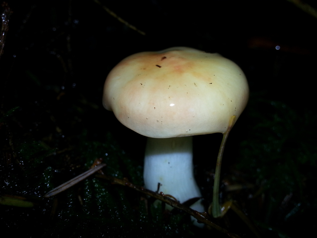 blood red russula from Alert Bay BC on November 27, 2014 at 10:32 AM by ...
