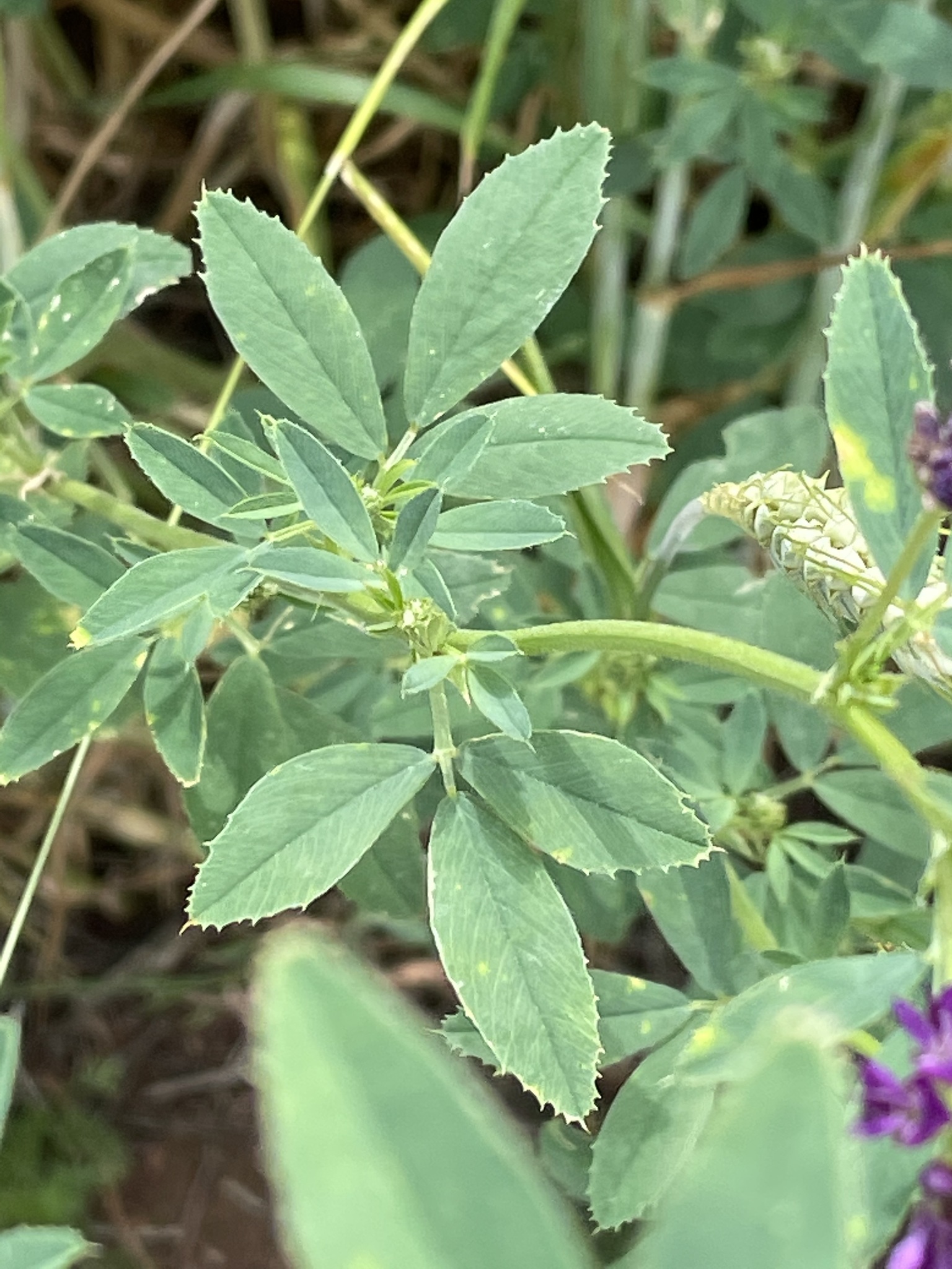 Medicago sativa subsp. sativa
