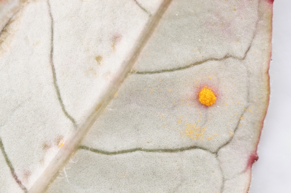 rust fungi from 160 Reynolds Valley Road, Reynolds Valley, Okuti Valley ...