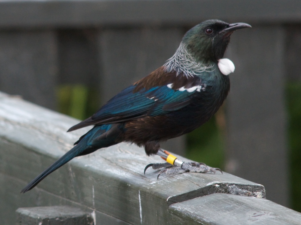 Tui from 160 Reynolds Valley Road, Reynolds Valley, Okuti Valley, Banks ...