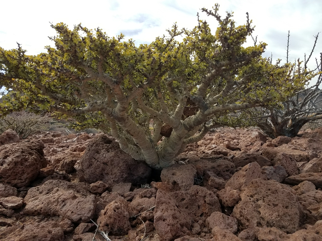 Physicnut (Jatropha cuneata) - Botanical Realm