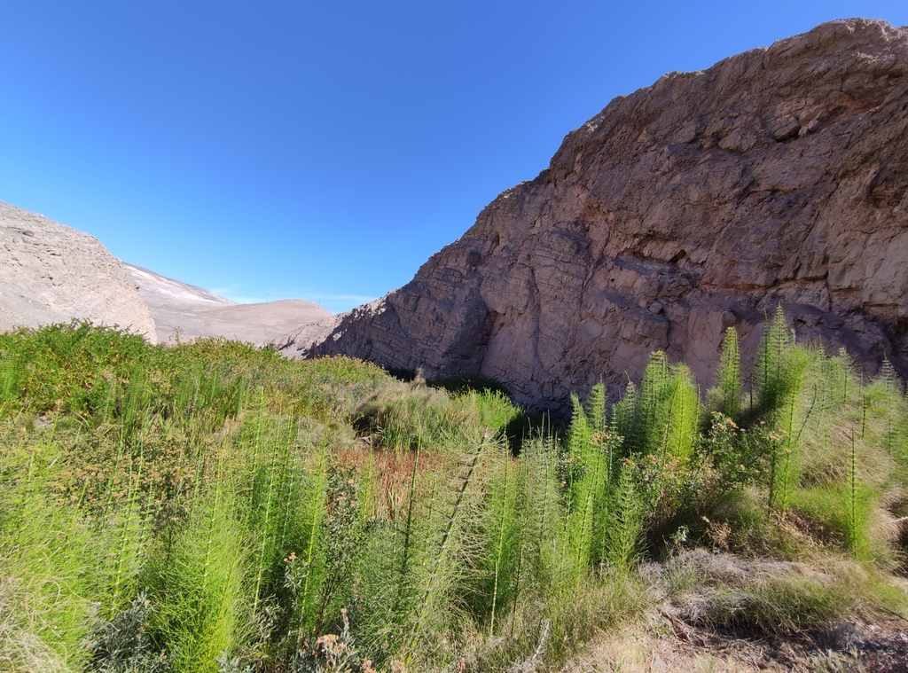Southern Giant Horsetail from Huara, Tarapacá, Chile on June 7, 2021 at ...