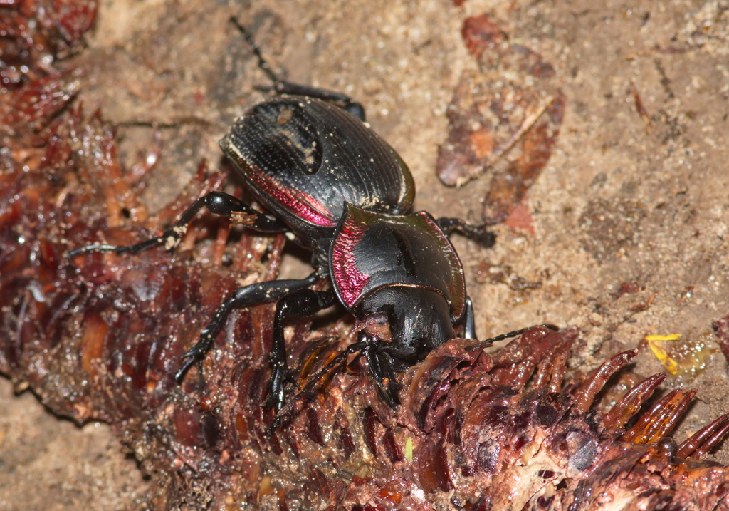 Copper-bordered Ground Beetle from Nai Mueang, Wiang Kao District, Khon ...