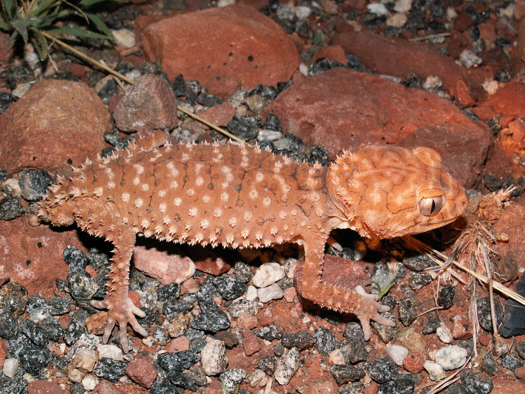 Centralian Rough Knob-tailed Gecko from Mount Zeil NT 0872, Australia ...