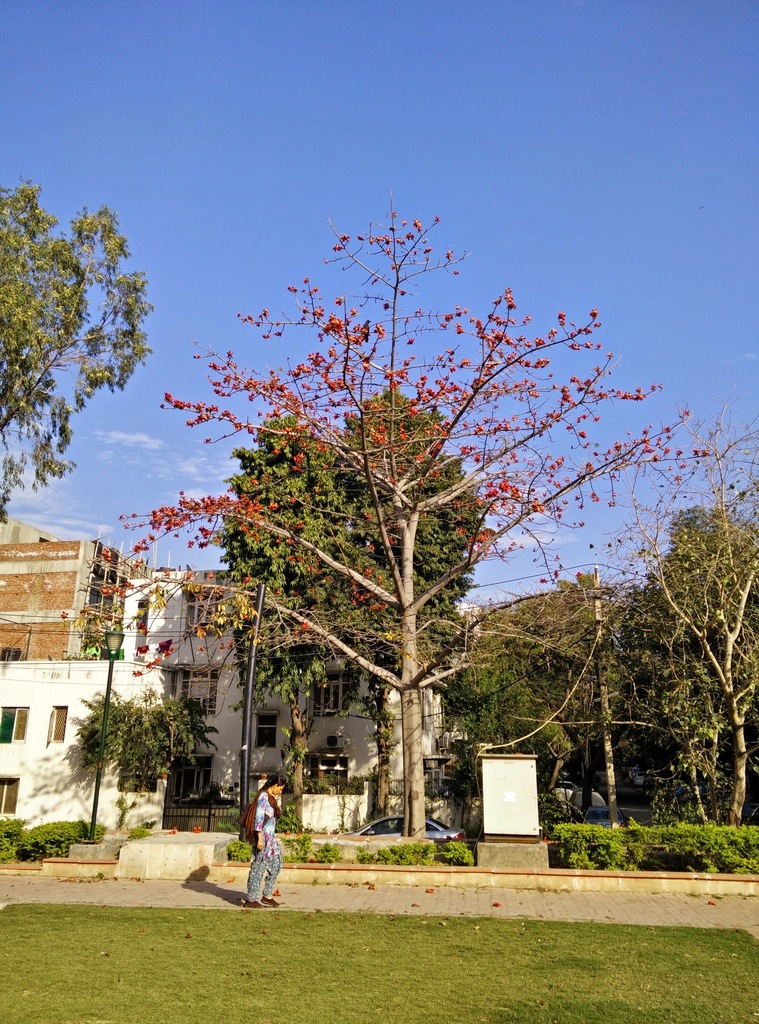 Red Silk Cotton Tree from Defence Colony, New Delhi, Delhi, India on ...