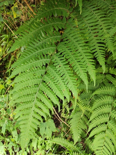Deparia okuboana · iNaturalist