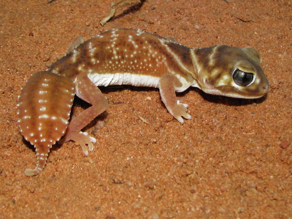 Central Smooth Knob-tailed Gecko from Windorah QLD 4481, Australia on ...