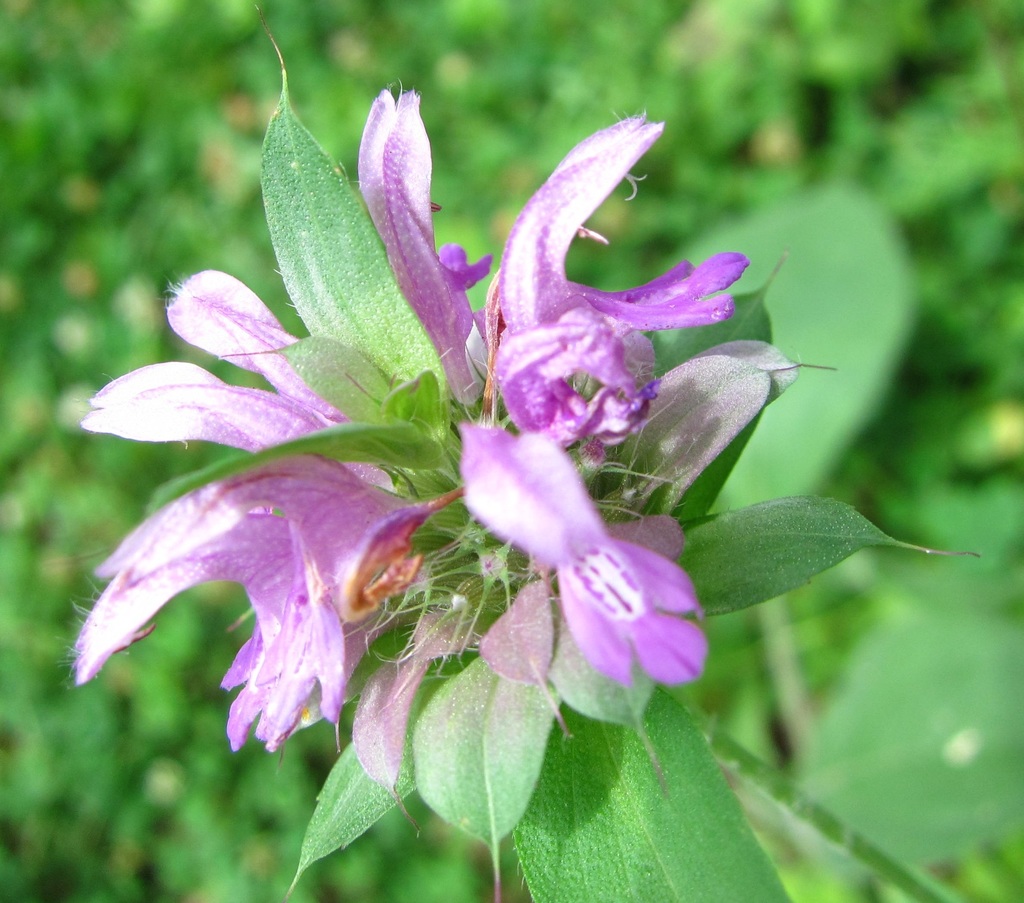 lemon beebalm in June 2021 by ktomsen · iNaturalist
