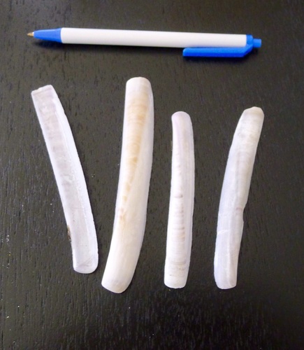 Minor Jacknife (Common Organisms in Sarasota Bay) · iNaturalist