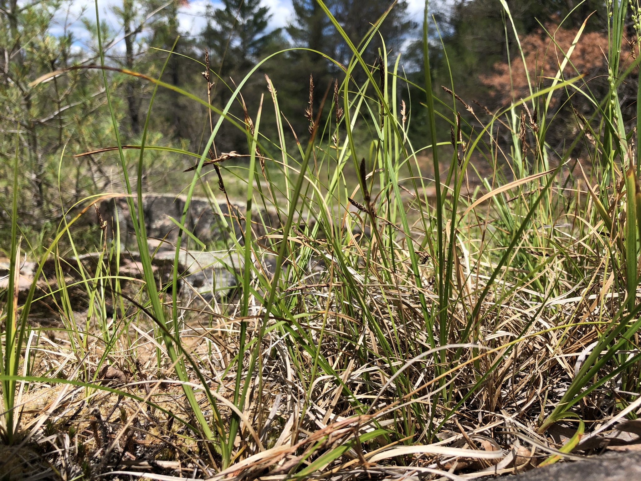 Carex lucorum Willd.