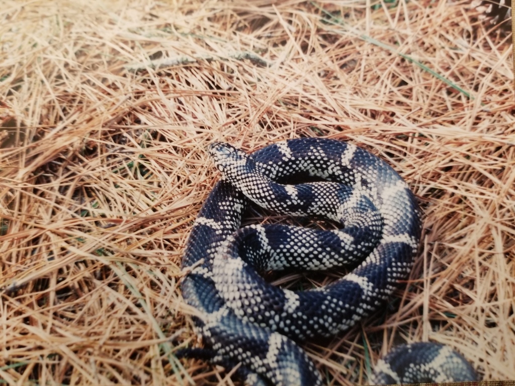 Eastern Kingsnake Snakes Of Virginia And The Carolinas INaturalist Eastern Kingsnake Snakes Of Virginia And The Carolinas INaturalist