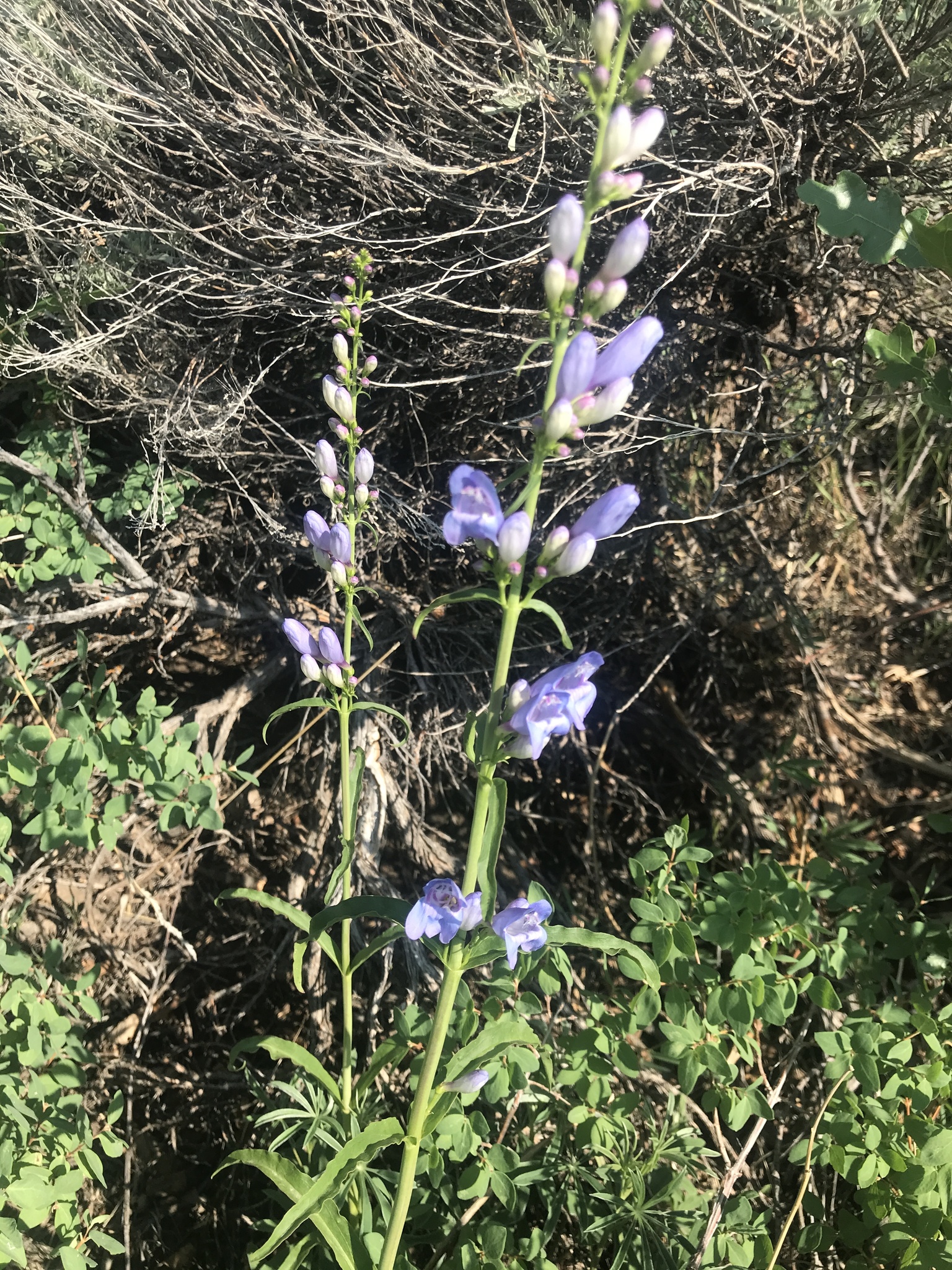 Penstemon comarrhenus A.Gray