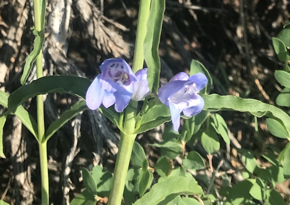Penstemon comarrhenus A.Gray