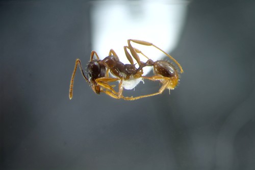 Graeca-group Collared Ants (Complex Aphaenogaster graeca) · iNaturalist