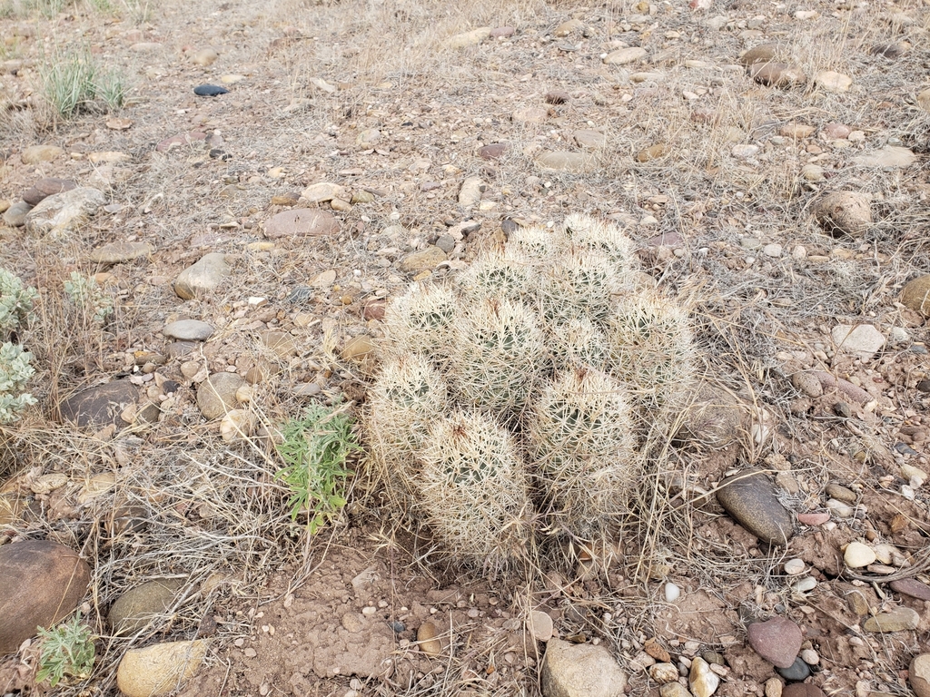 Uinta Basin Hookless Cactus in June 2021 by Nicole Stepan. Near wetland ...