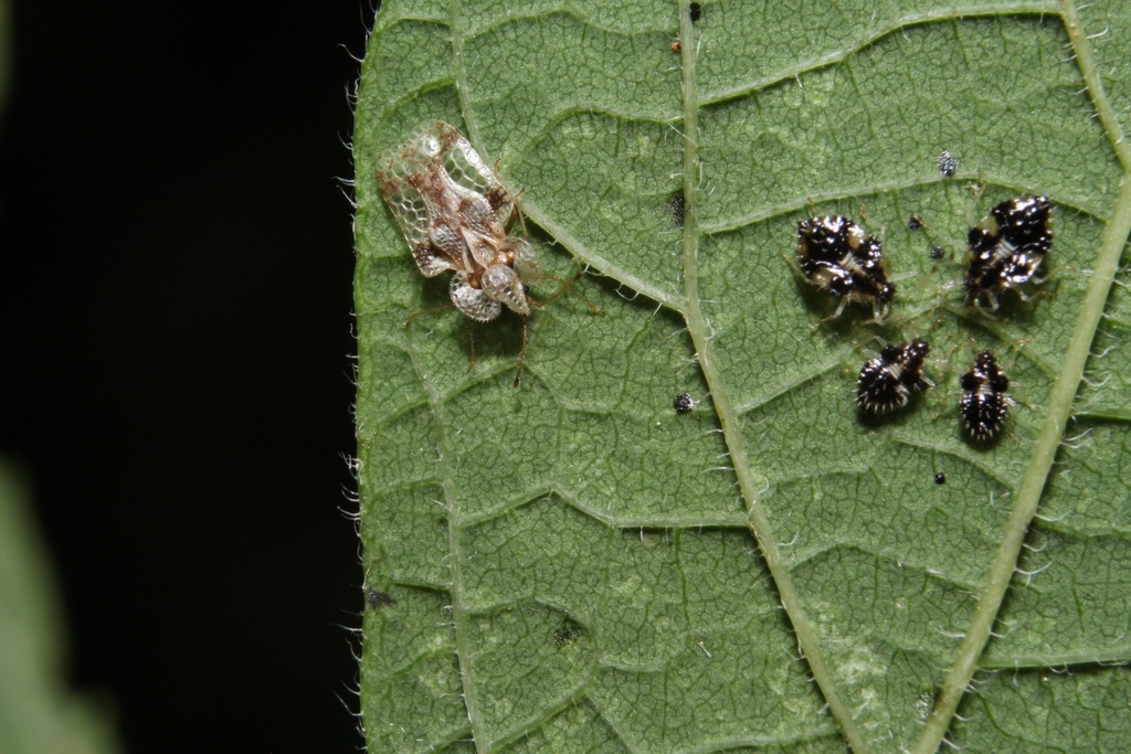 Hackberry Lace Bug in June 2021 by b_coulter · iNaturalist