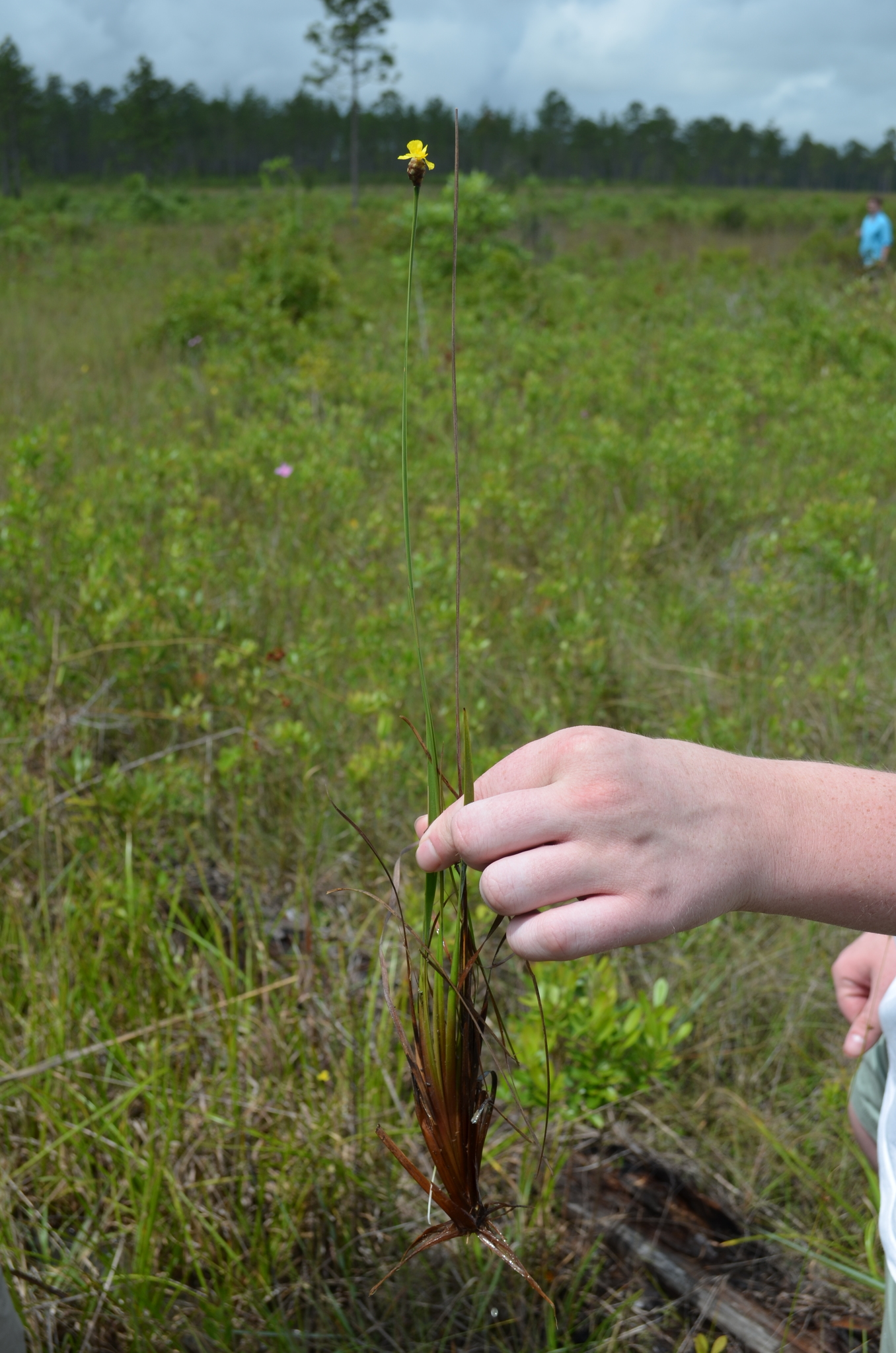 Xyris stricta Chapm.