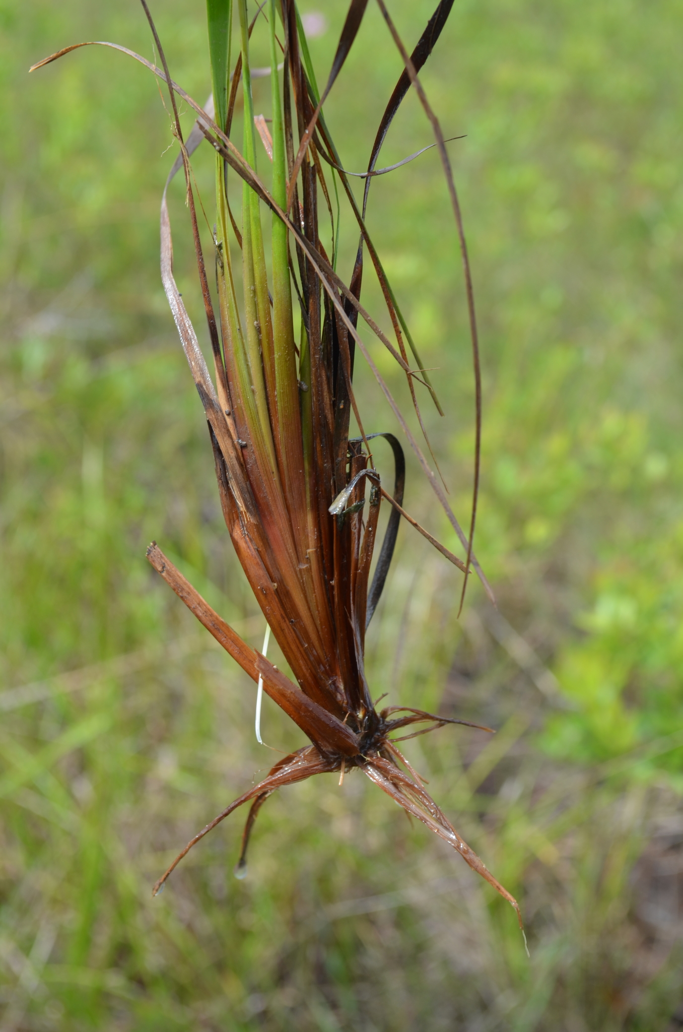 Xyris stricta Chapm.