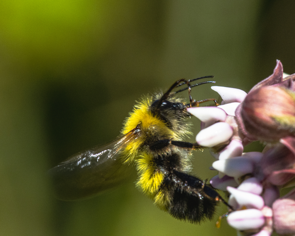 Perplexing Bumble Bee from Northumberland County, PA, USA on June 24 ...