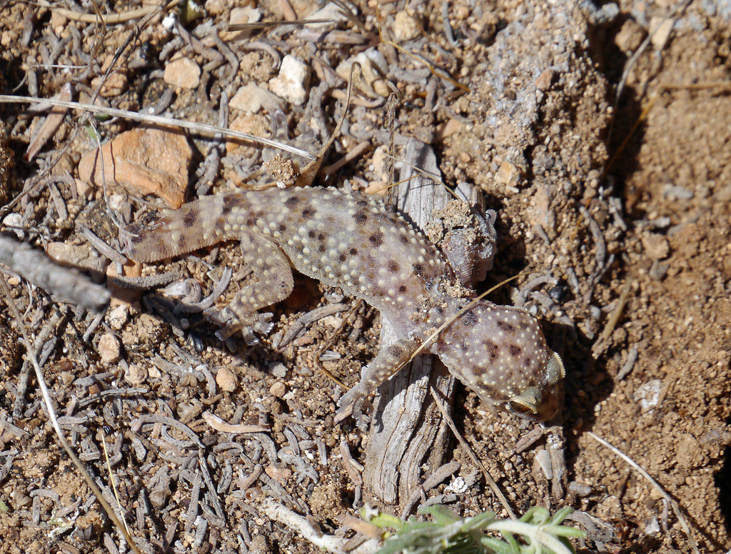 Mediterranean House Gecko from Islas Baleares, España on June 24, 2021 ...