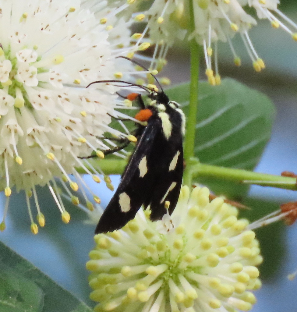 Eight-spotted Forester Moth from Forest Hill, Richmond, VA, USA on June ...