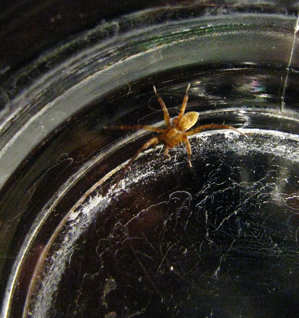 Anyphaena celer from Lanark County, ON, Canada on April 11, 2021 at 02: ...