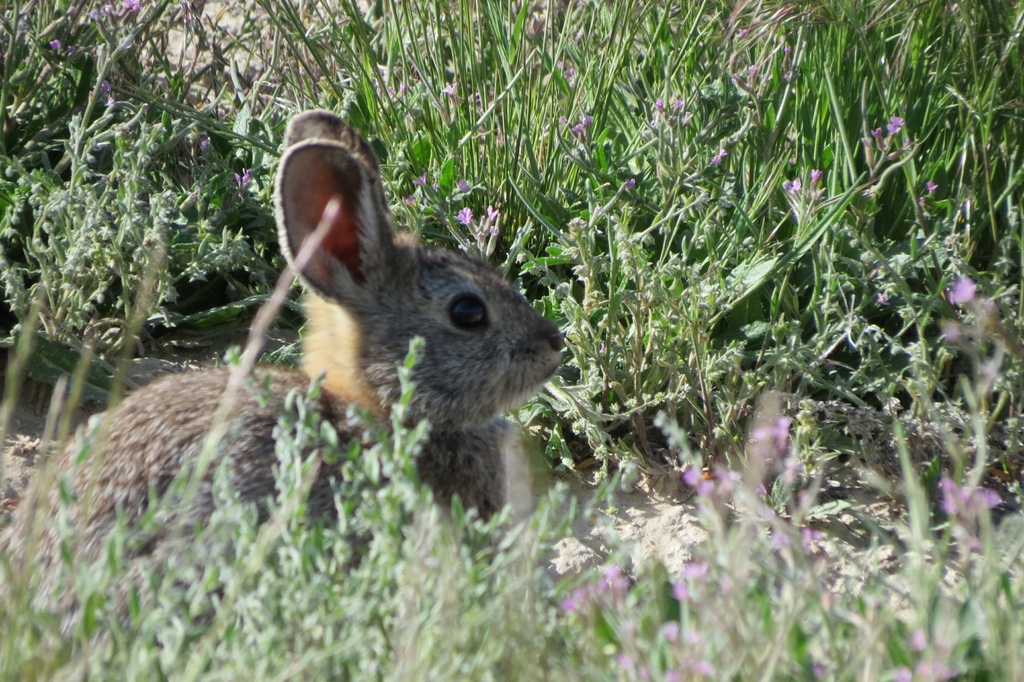 Pygmy Rabbit from Brigham City, UT, UT, USA on May 13, 2016 at 09:30 AM ...