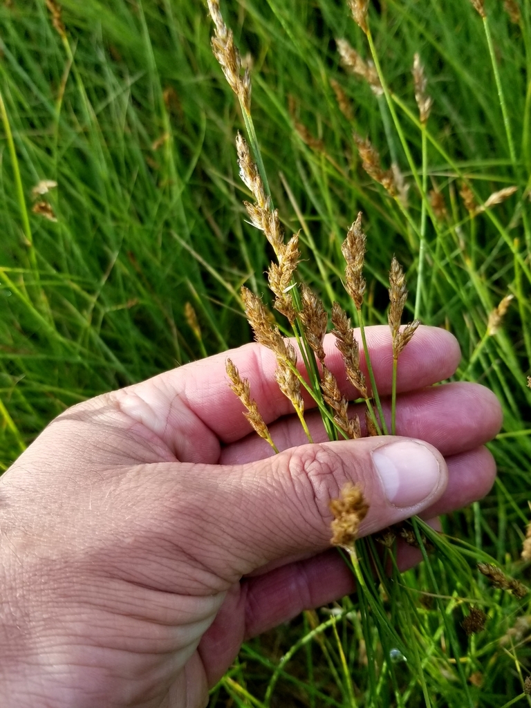field sedge from St. Joseph, ON, Canada on June 23, 2021 at 07:40 AM by ...