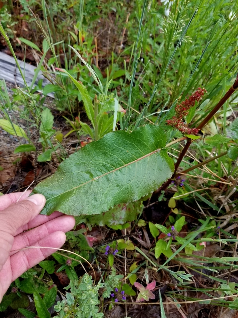 broad-leaved dock (Rumex obtusifolius) - Botanical Realm