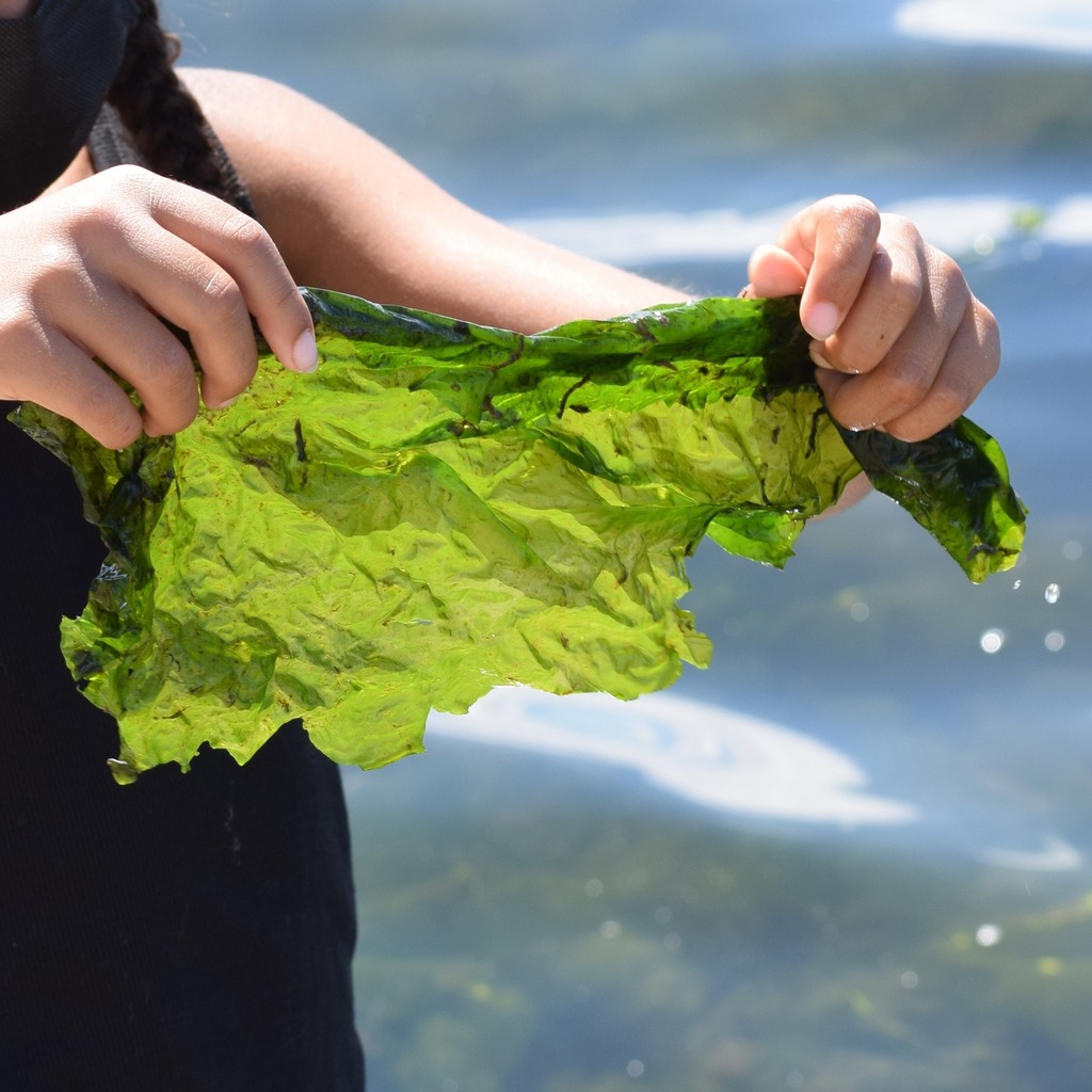 broadleaf sea lettuce from Mountain View, CA, USA on June 22, 2021 at ...