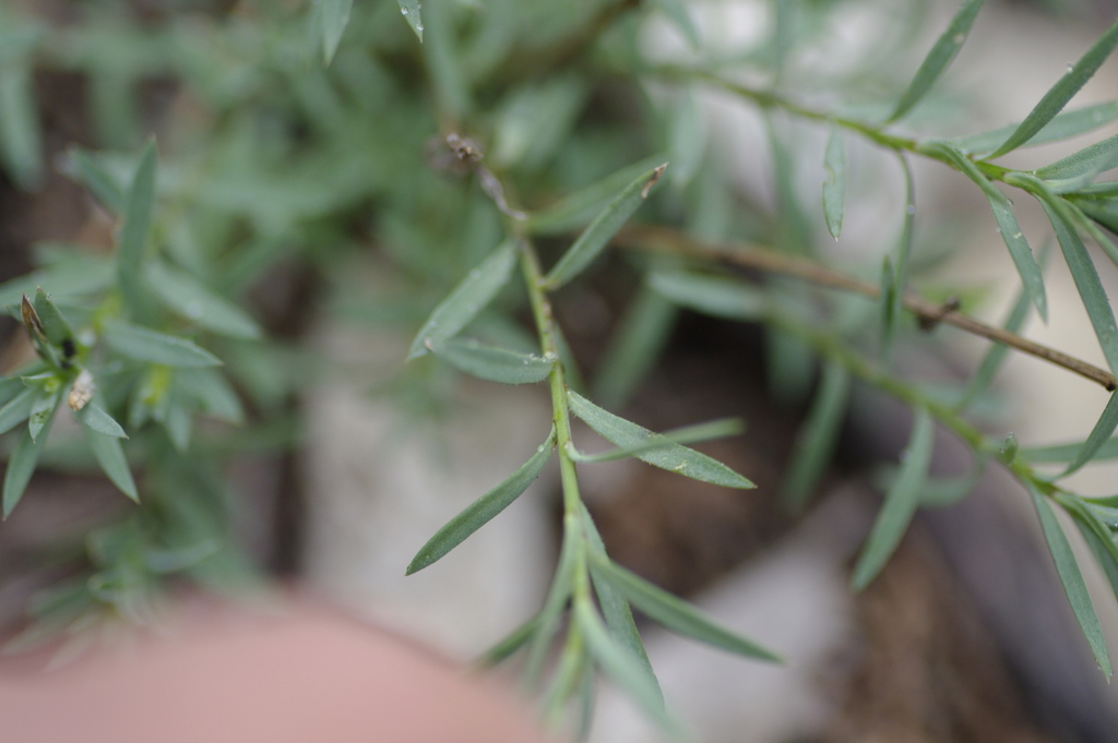 Rock Flax (Linum rupestre) - Botanical Realm