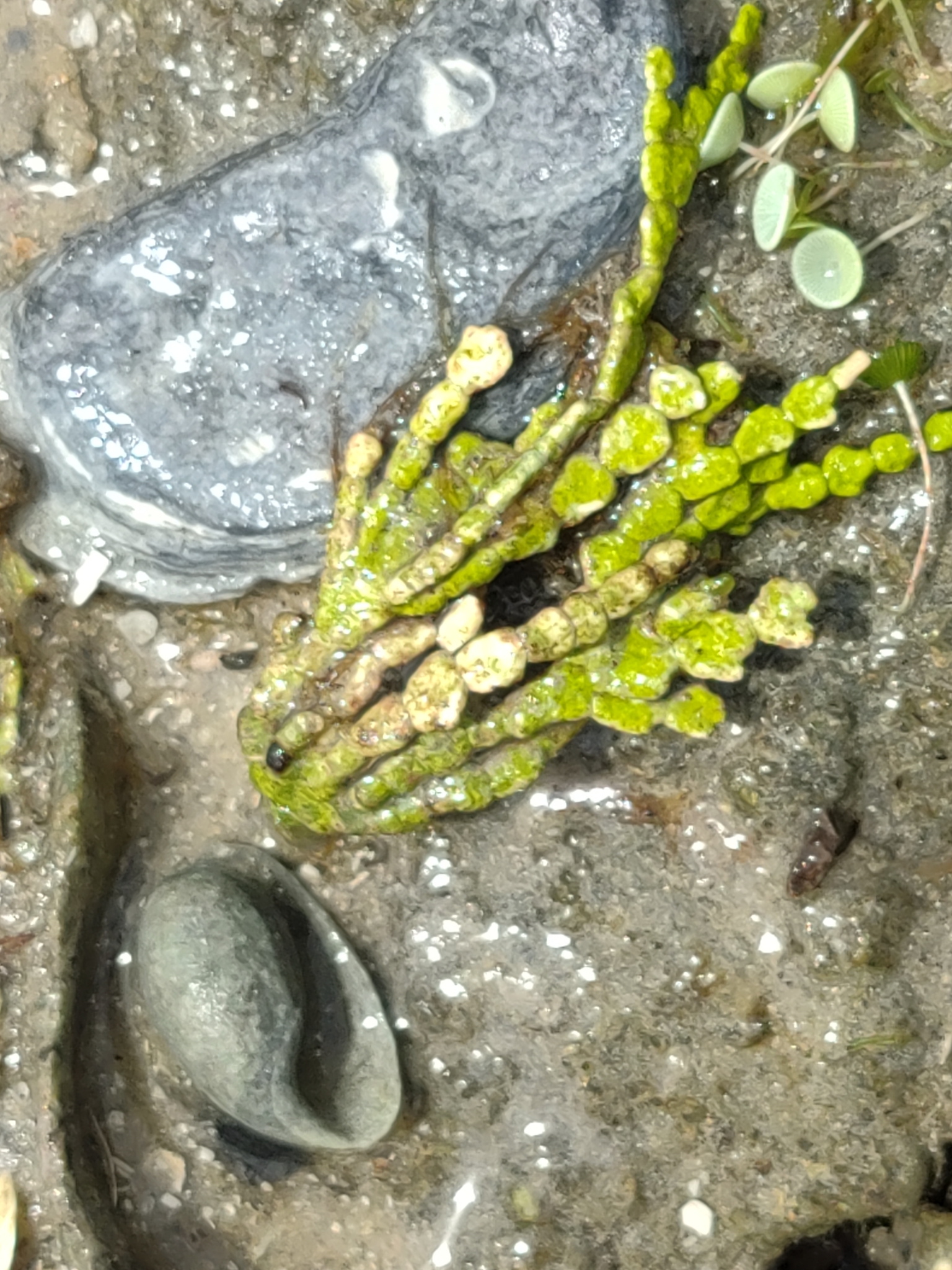 Halimeda incrassata (J.Ellis) J.V.Lamour.