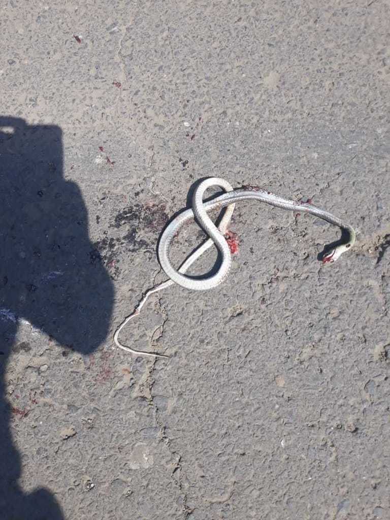 Colubrine Snakes from Montecristi, EC-MN, EC on March 3, 2020 by Edison ...