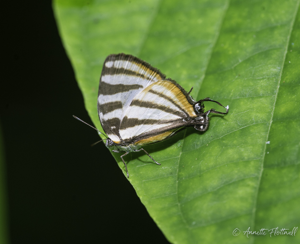 Arawacus lincoides from Guanacaste Province, Costa Rica on March 24 ...