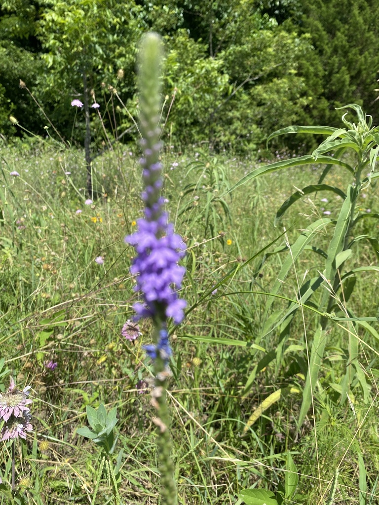 Porterweed from Anna, TX, US on June 24, 2021 at 03:43 PM by mbintexas ...