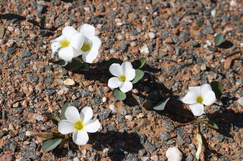 Oneleaf Palm Sorrel (Variety Oxalis flava unifoliolata) · iNaturalist