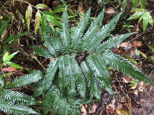 Free-tip Star-hair Fern (Thelypteris tetragona) · iNaturalist