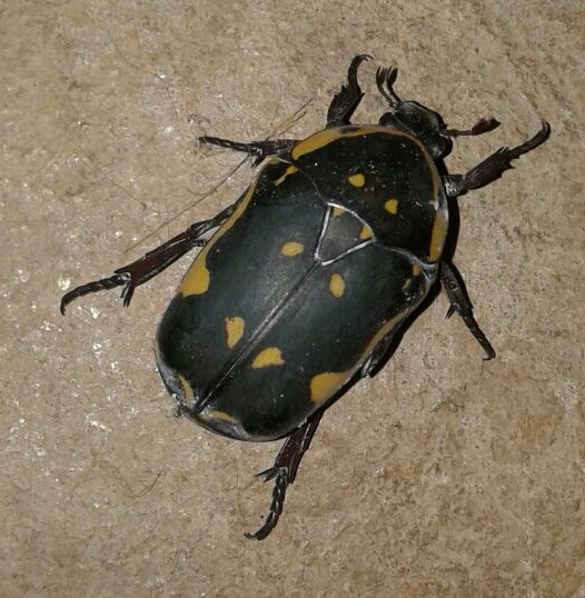 Forest Garden Chafer (Cetoniinae of Africa) · iNaturalist