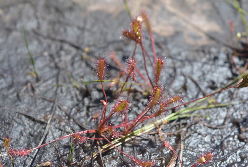 Great Sundew from Greater Vancouver, British Columbia, Canada on June ...