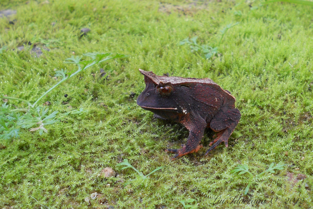 Bahia Smooth-horned Frog from Corupá - State of Santa Catarina, Brasil ...