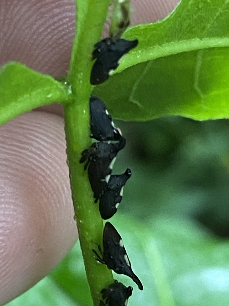Two-marked Treehopper from LaBagh Woods, The Slough, North Park ...