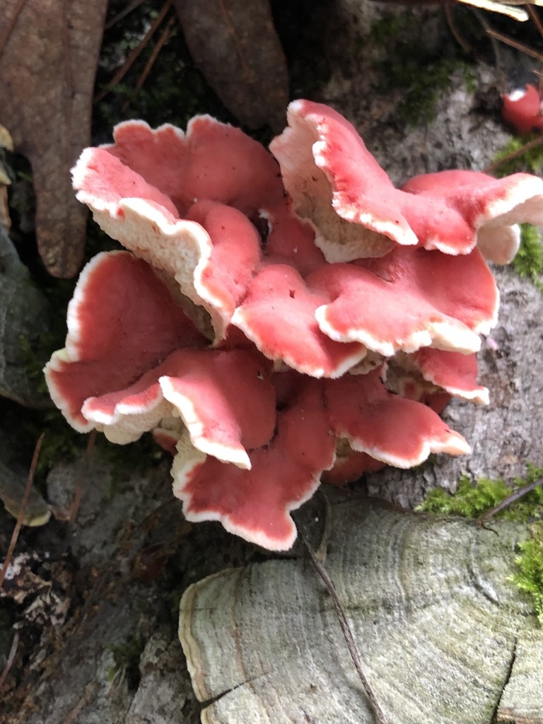 Coral-pink Merulius from Asheville, NC, US on June 23, 2021 at 10:20 AM ...